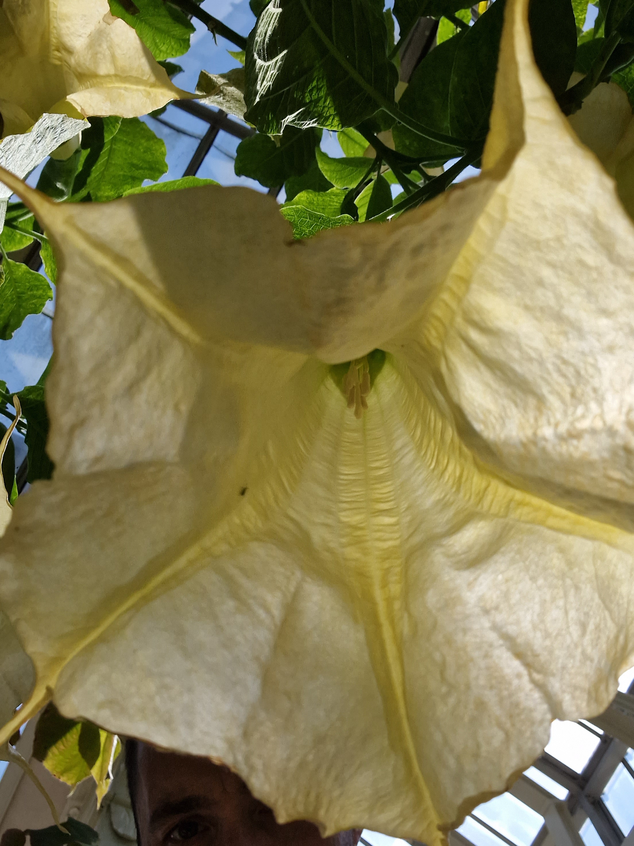 The DISc Lab went to Kew! – Dawson Ecology Lab